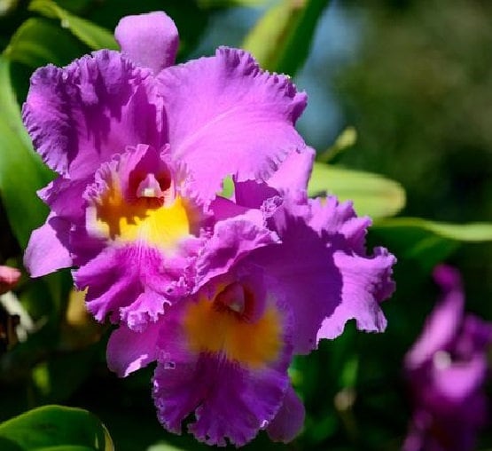 Cattleya Orchid Starter Plant | Etsy