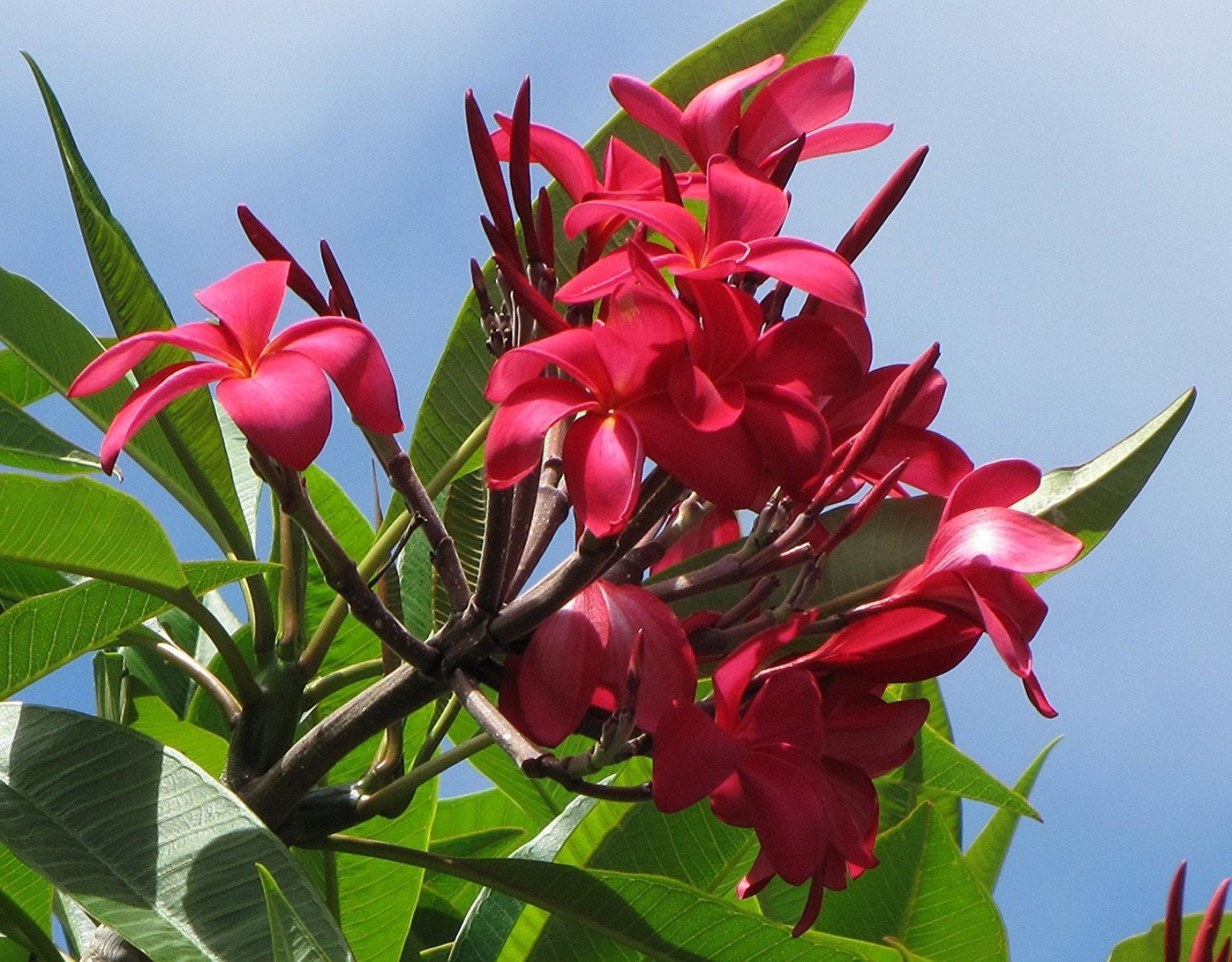 Red Plumeria Wallpaper