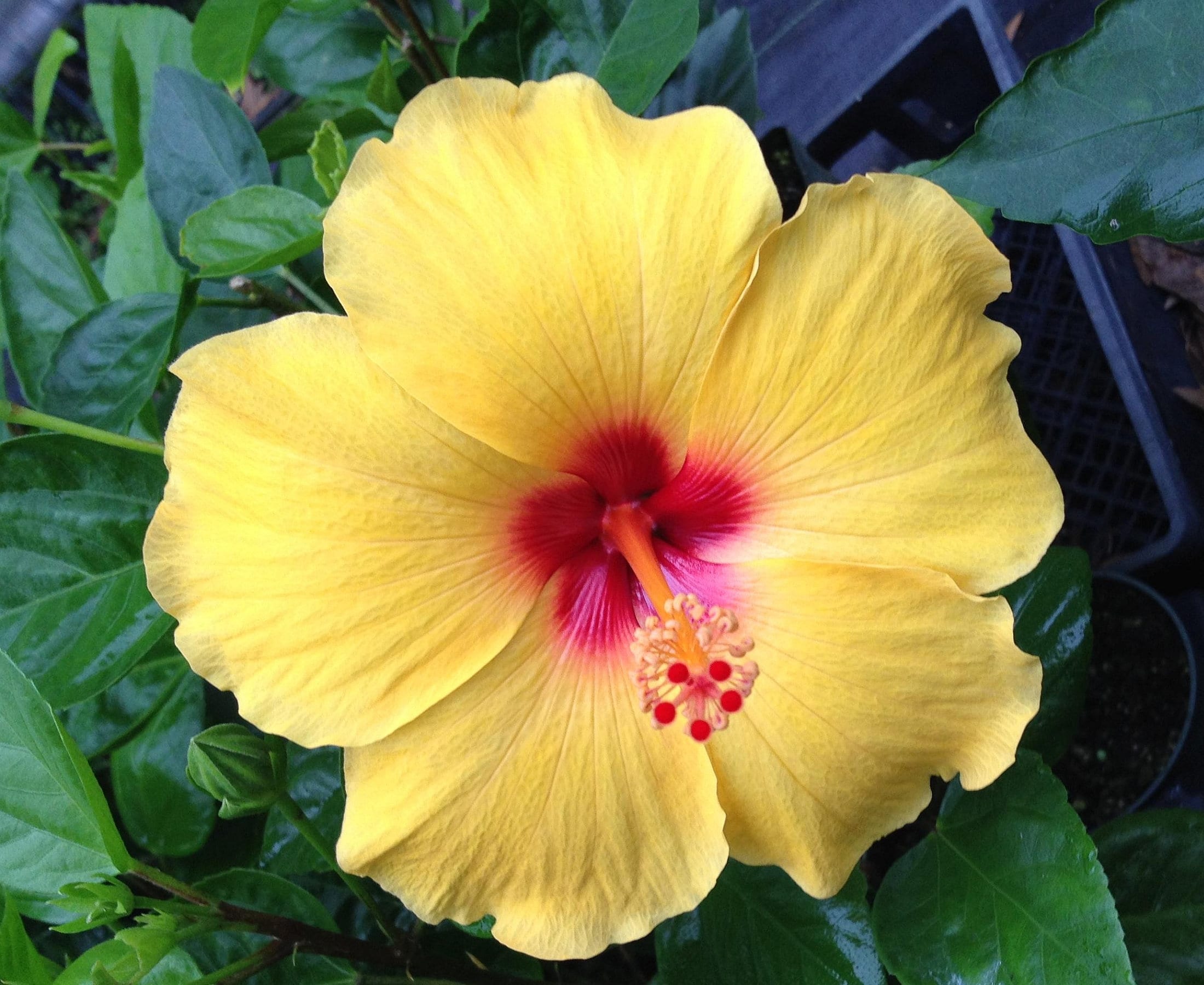 Hawaiian Yellow Hibiscus Cutting - 1 Pack - Etsy