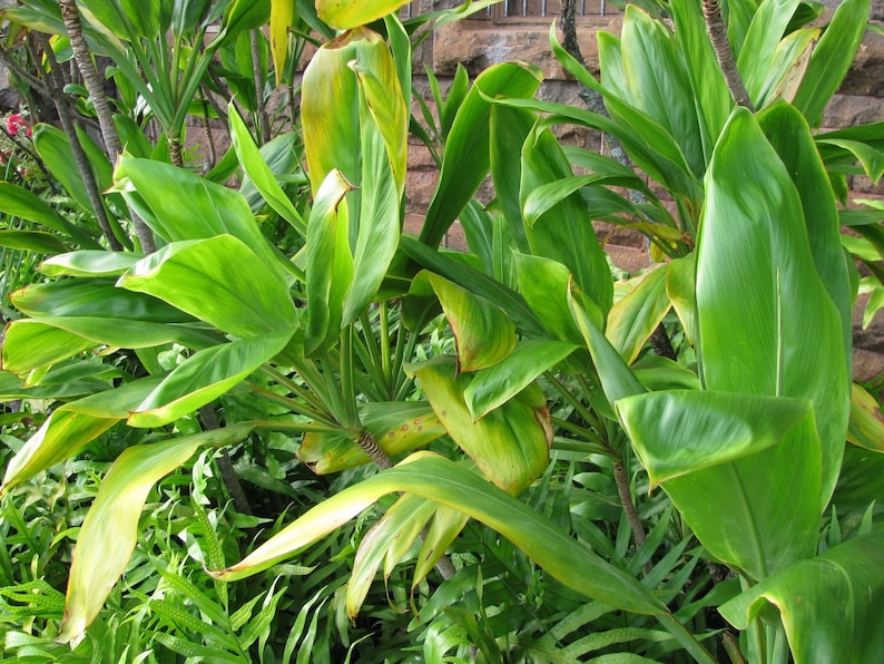 Hawaiian Tropical Ti Plant Cordyline Fruticosa Green Ti Leaf - Etsy