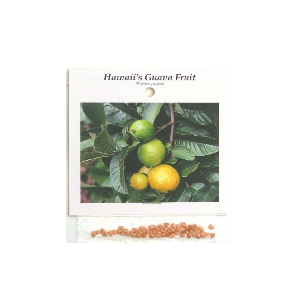 Hawaiian Guava Fruit Seeds - 1 Pack - Etsy