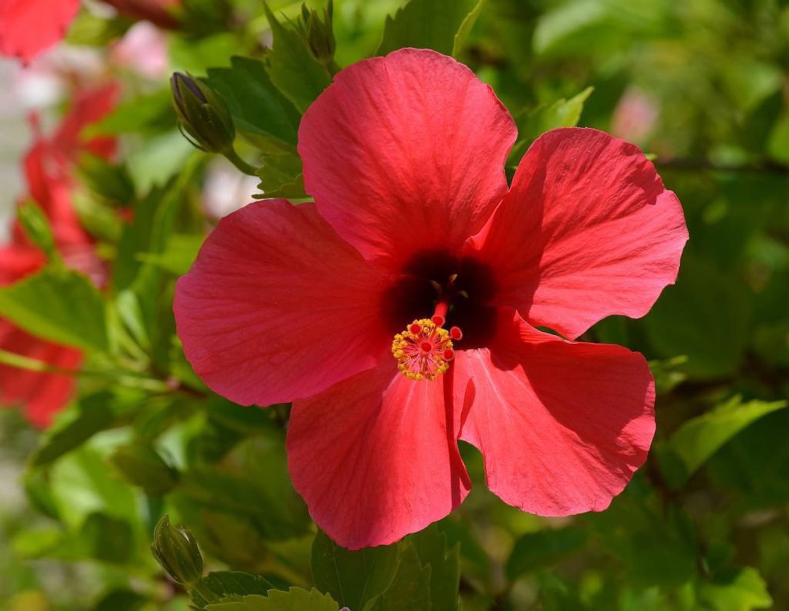 Hawaiian Red Hibiscus Cutting - 1 Pack - Etsy