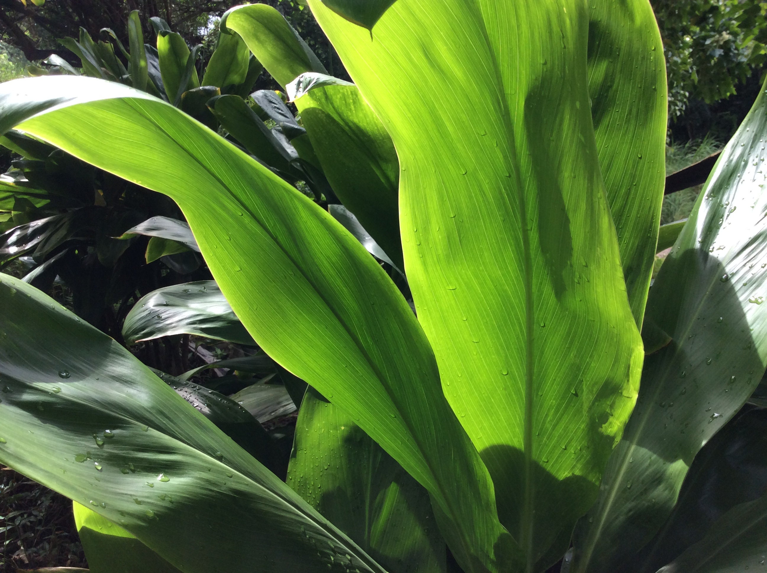 Hawaiian Tropical Ti Plant Cordyline Fruticosa Green Ti Leaf | Etsy