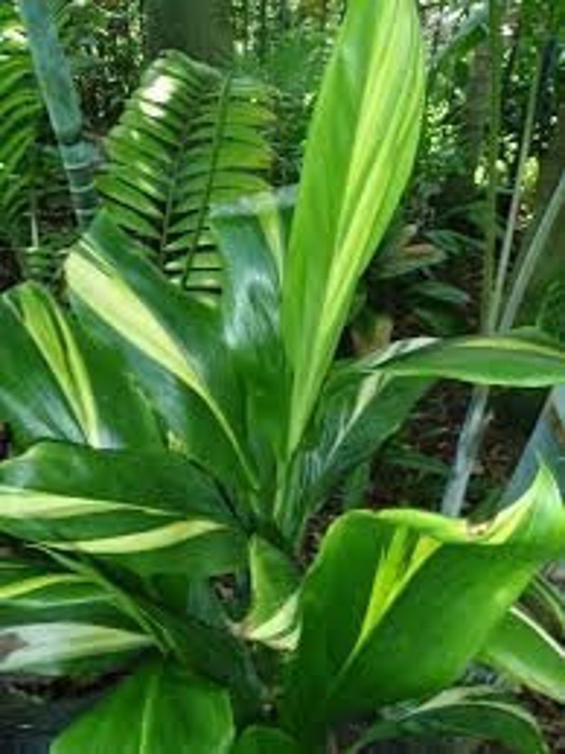 Hawaiian Tropical Ti Plant Cordyline Fruticosa Green Ti Leaf - Etsy