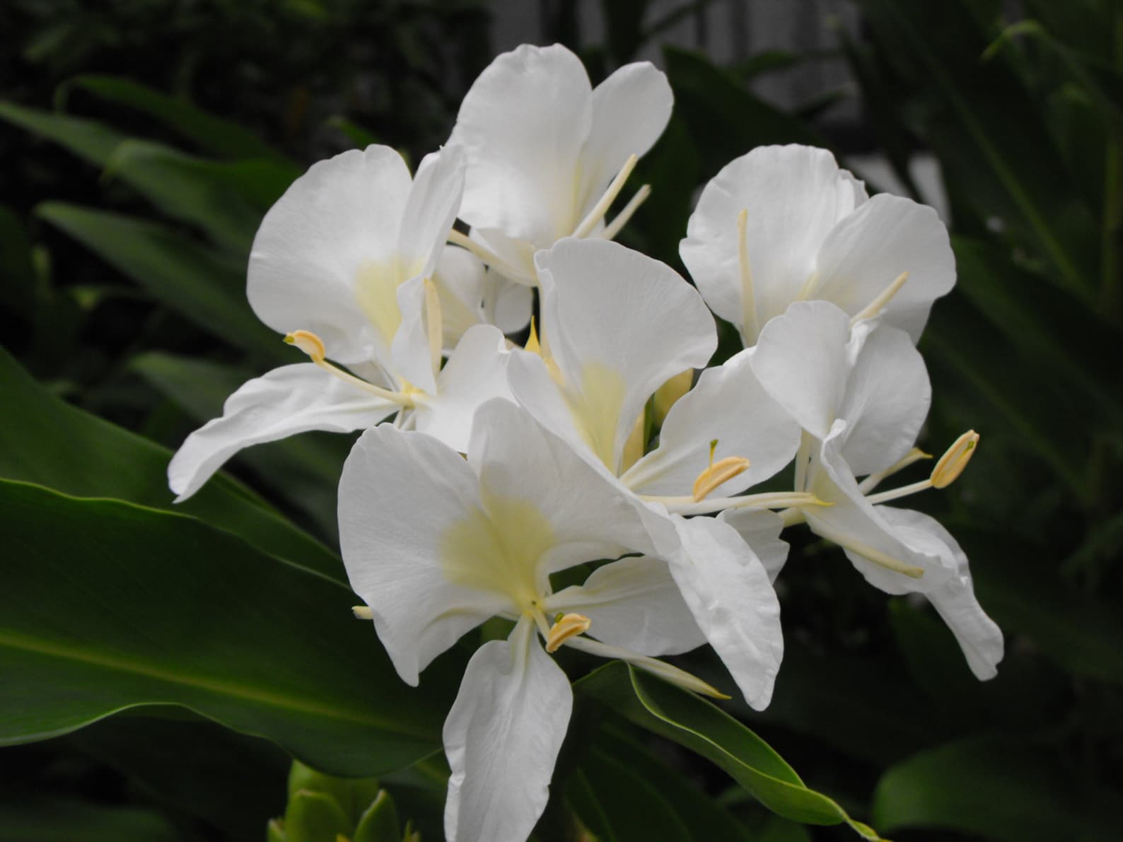 Hawaiian White Ginger Hedychium Coronarium Plant Rhizome Roots | Etsy