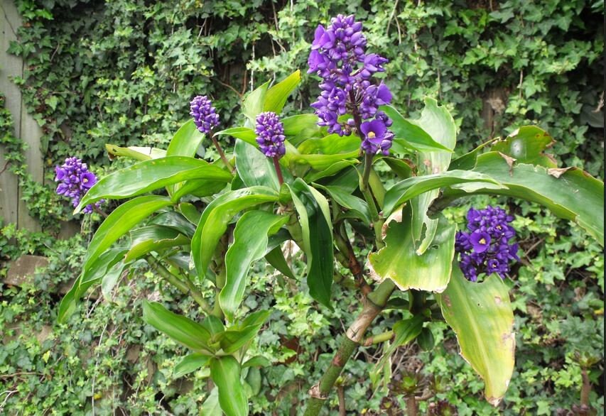 Hawaiian Live Tropical Blue Ginger Dichorisandra Thyrsiflora Plant Root ...
