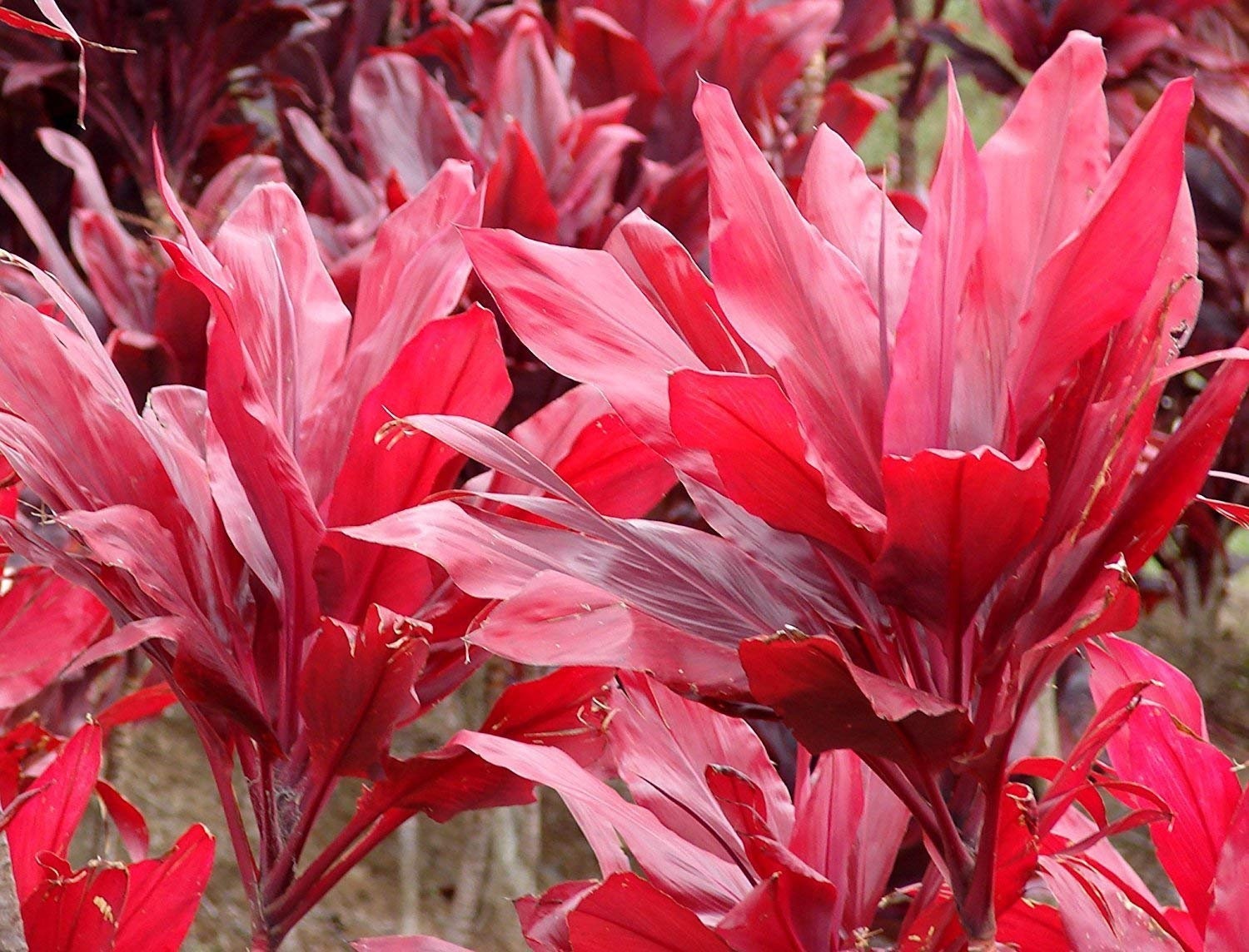 4 Pack Hawaiian Red Ti Leaf Plant Cuttings: Tropical Cordyline Cuttings ...