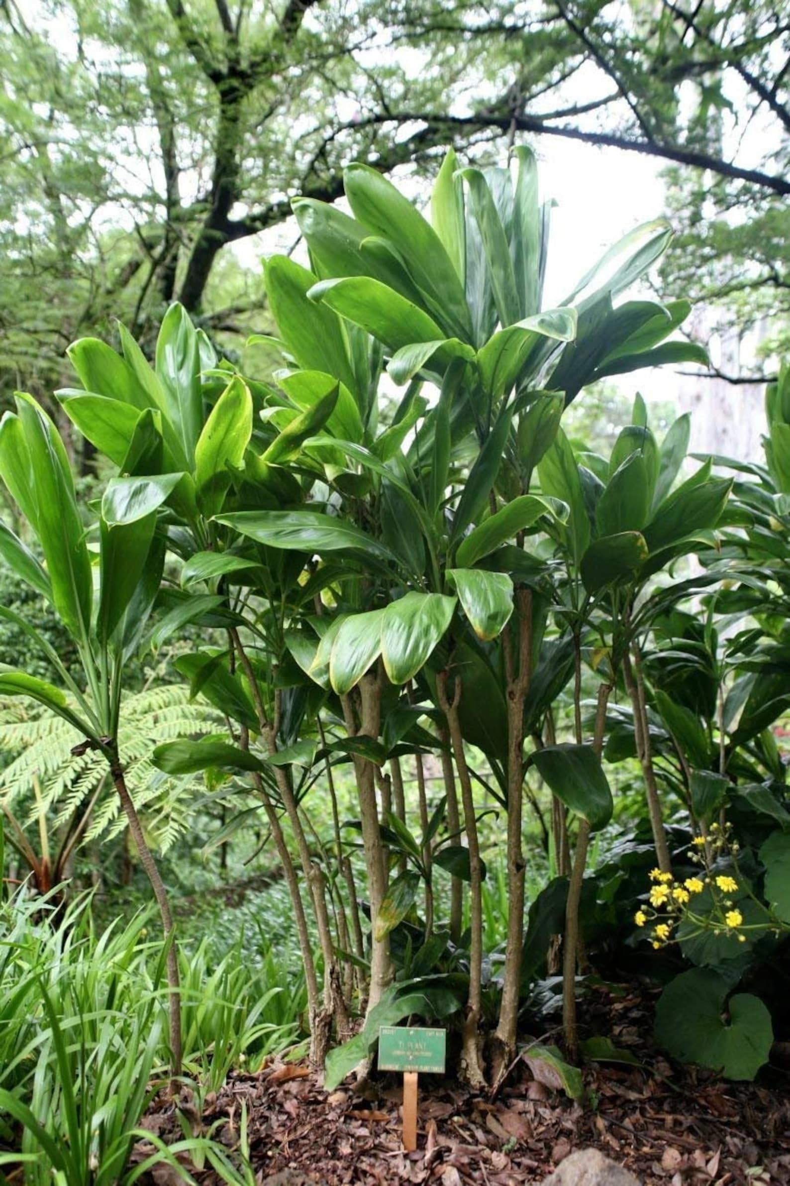 Hawaiian Green Ti Leaf Plant Cuttings: Tropical Cordyline Fruticosa ...