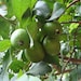 Hawaiian Guava Fruit Seeds - 1 Pack - Etsy