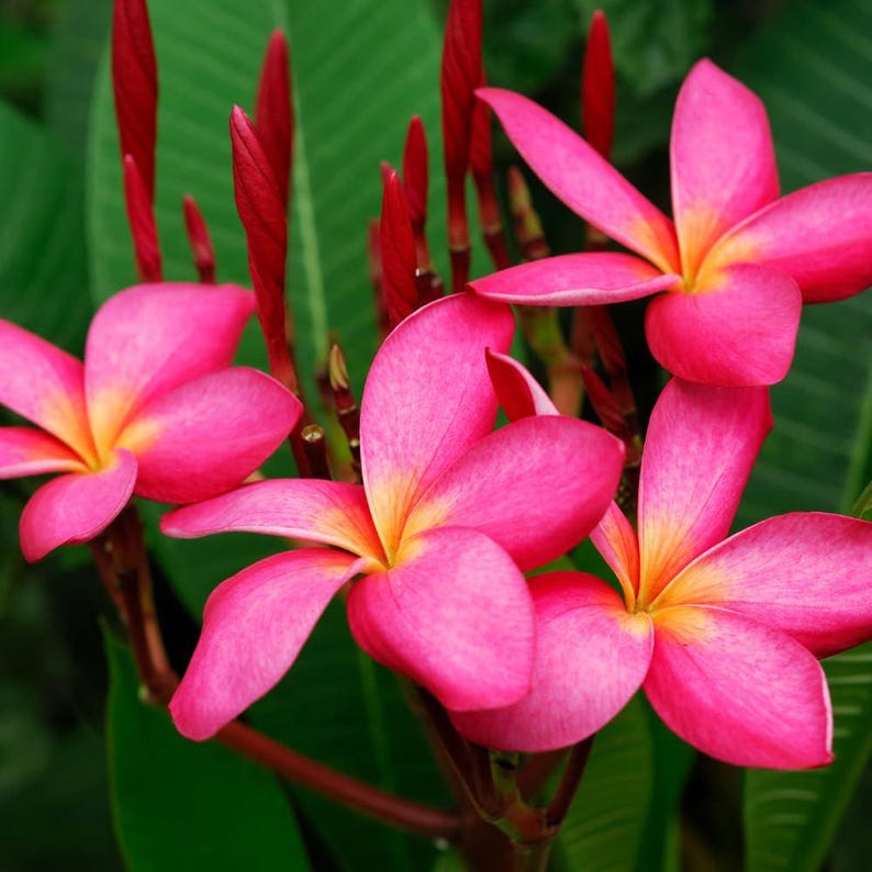 2 Pink Frangipani Plumeria Cuttings, Hawaiian Tropical Live Plants - Etsy