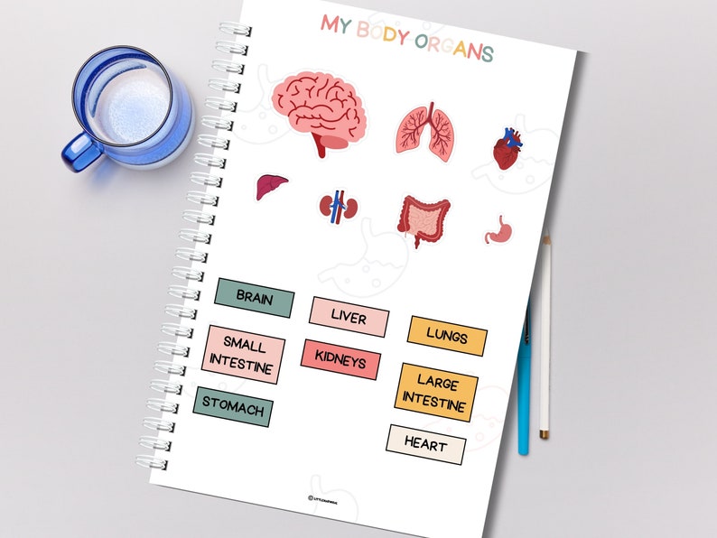 Human Body Organs Busy Book Printable, Human Anatomy, Montessori ...