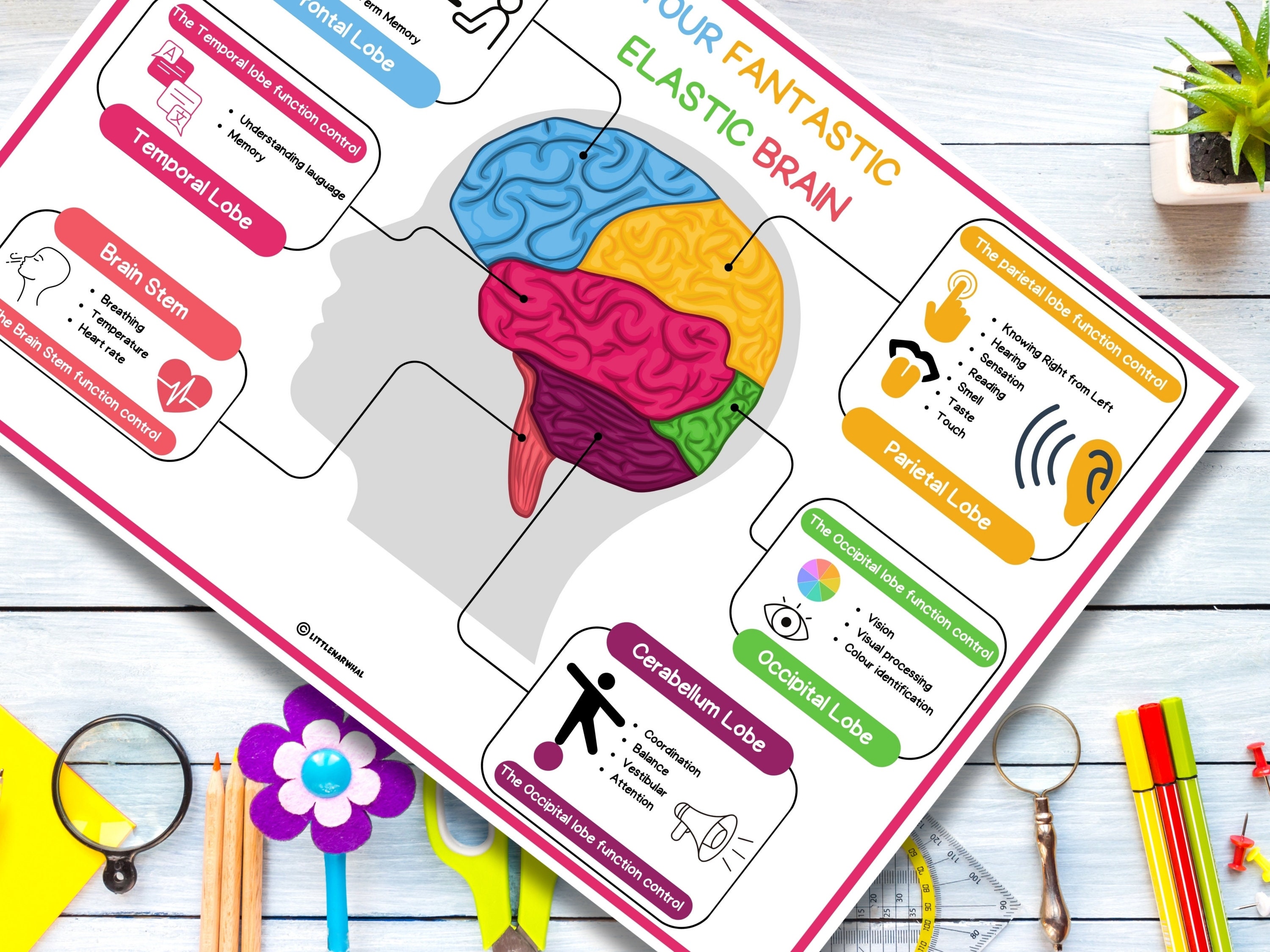 Human Brain Anatomy Busy Book Digital Curriculum for Preschool Toddler ...