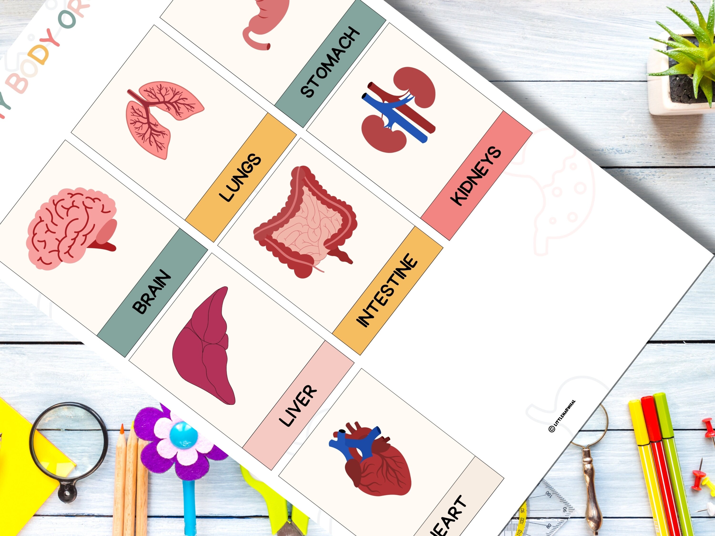 Human Body Organs Busy Book Printable, Human Anatomy, Montessori ...