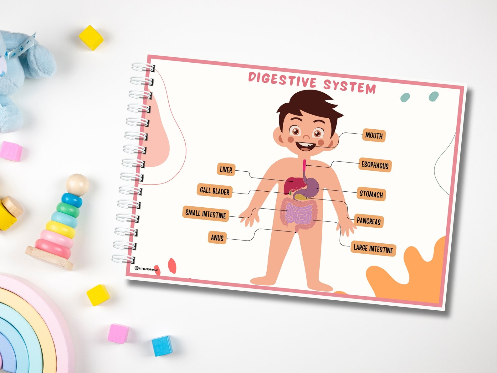 Printable Digestive System Busy Book for Toddlers and Preschool ...