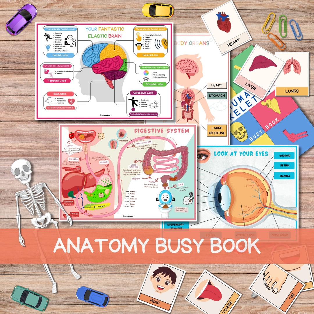 Printable Human Anatomy Busy Book for Preschool Learning - Etsy Australia