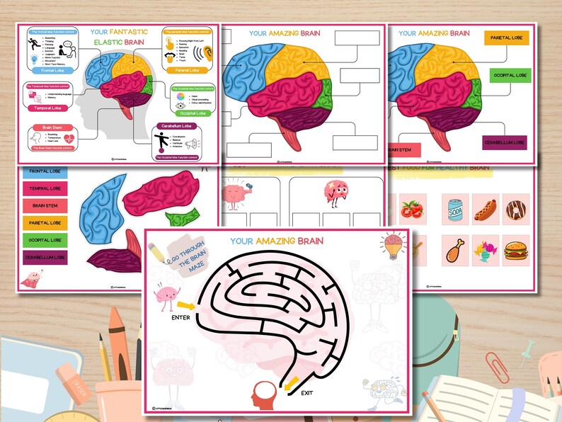 Human Brain Anatomy Busy Book Digital Curriculum for Preschool Toddler ...