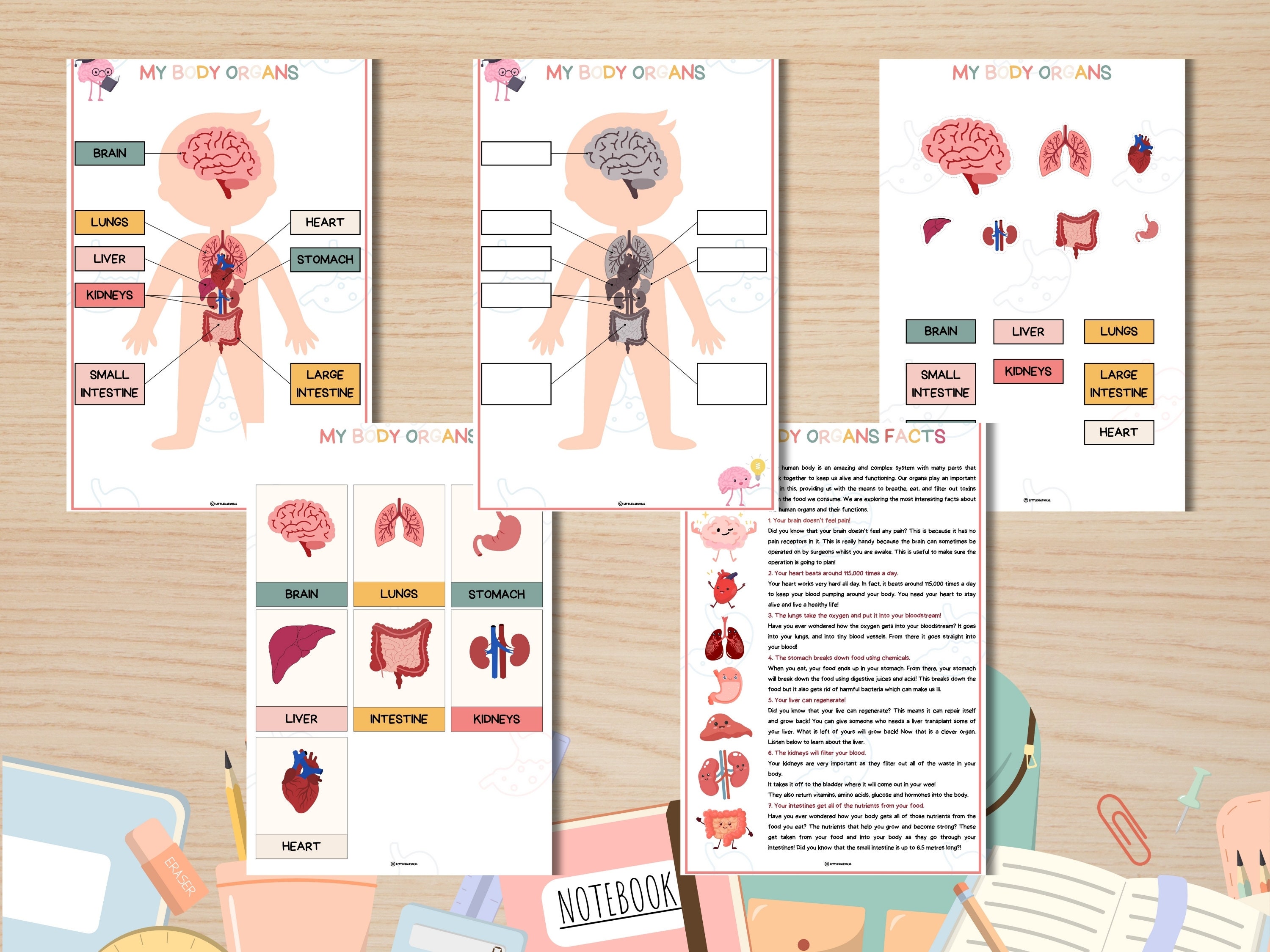 Human Body Organs Busy Book Printable, Human Anatomy, Montessori ...