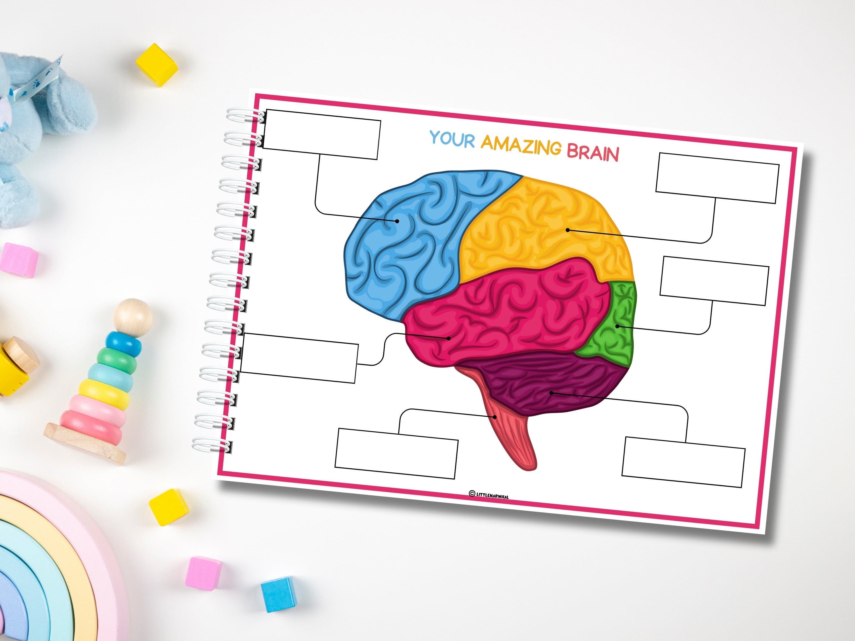 Human Brain Anatomy Busy Book Digital Curriculum for Preschool Toddler ...