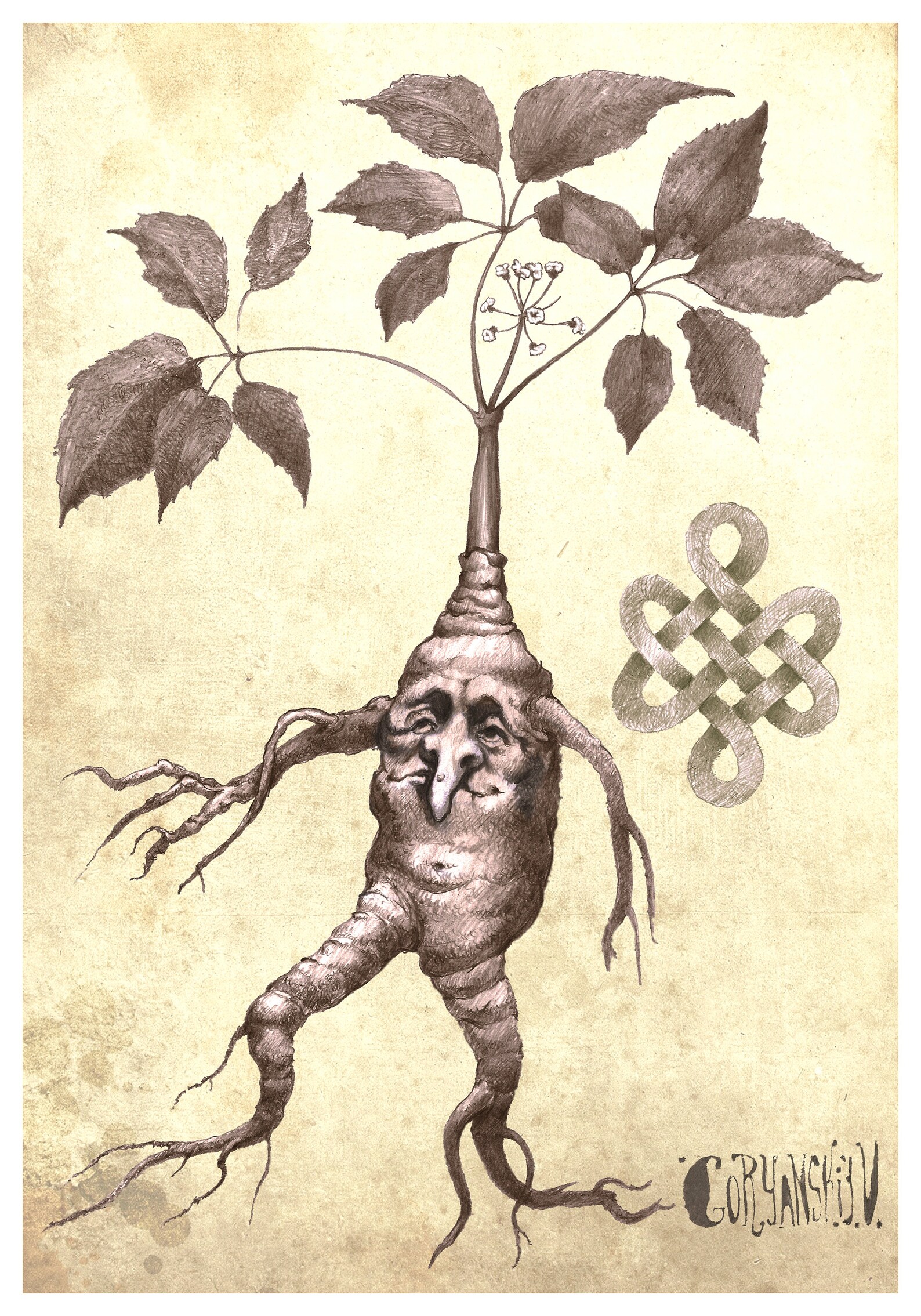 MANDRAKE ROOT Print on Canvas Selling Like a Rolled Canvas - Etsy