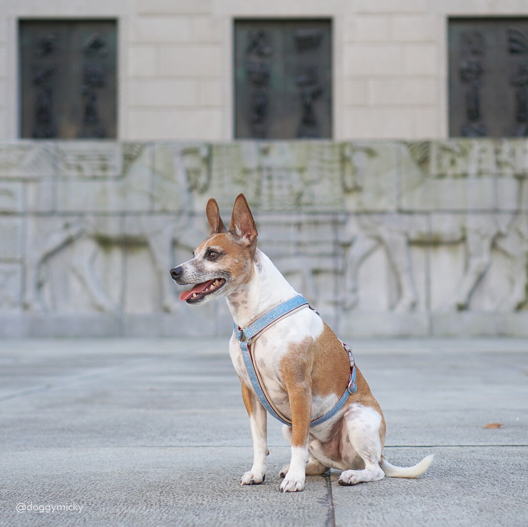 Fabric Dog Harness, Custom Dog Harness, Adjustable Dog Harness, Water ...