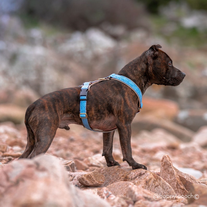 Fabric Dog Harness Custom Dog Harness Adjustable Dog | Etsy