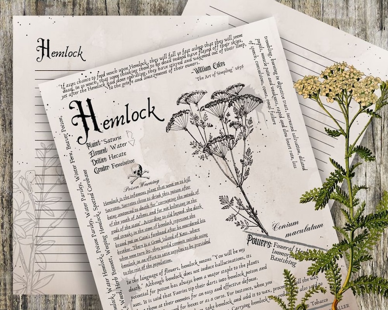 Hemlock- Grimoire Printable, Book of Shadows Printable, Poisonous Herbs ...