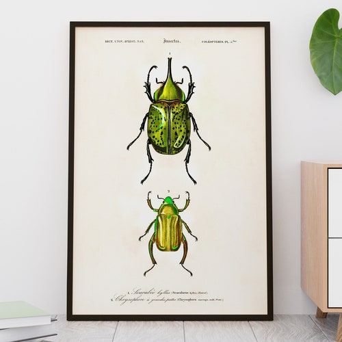 Vintage Beetle Insect Print - Etsy