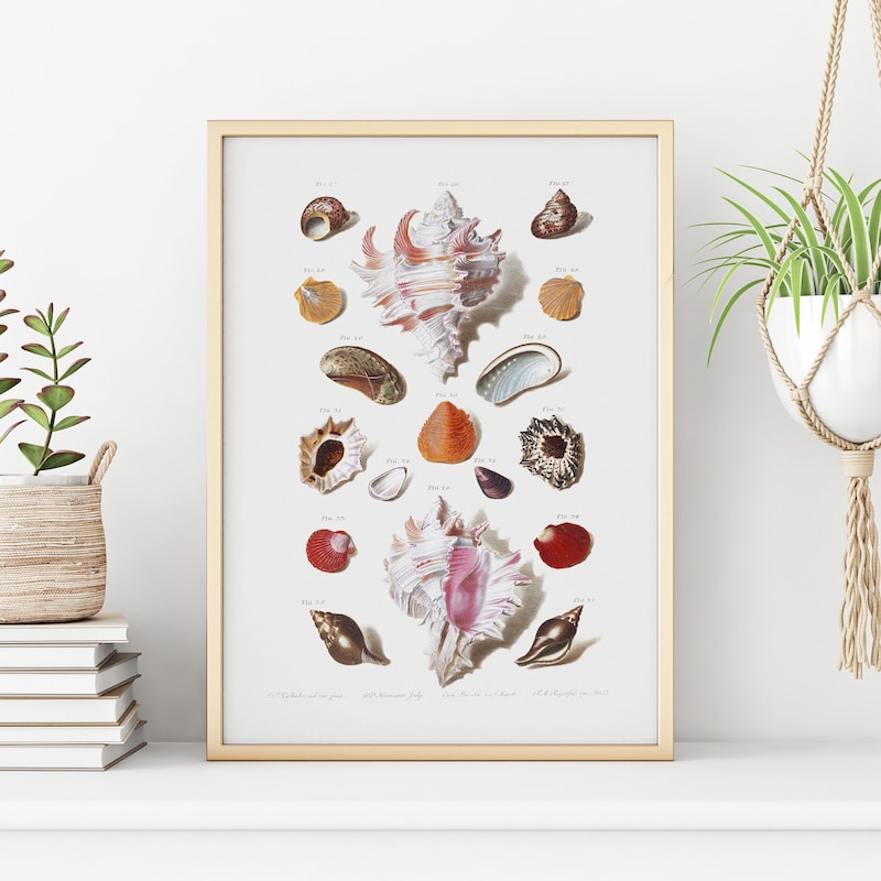 Large Seashell Wall Art - Etsy
