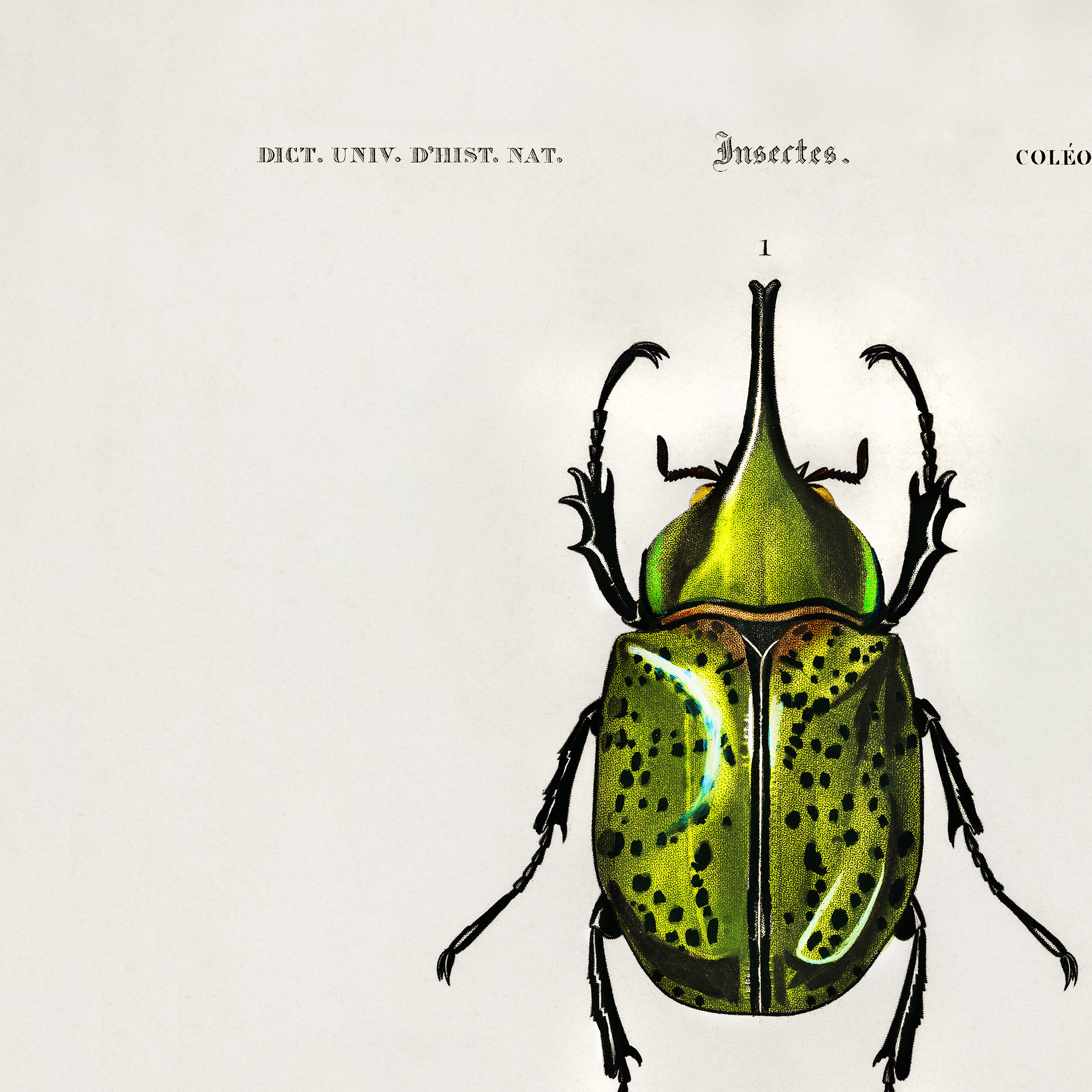 Vintage Beetle Insect Print - Etsy