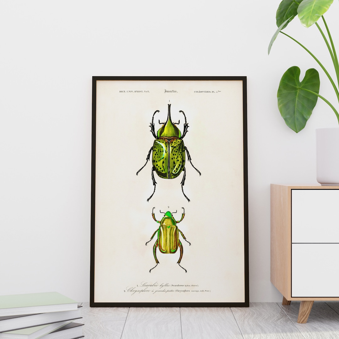 Vintage Beetle Insect Print - Etsy