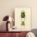 Vintage Beetle Insect Print - Etsy