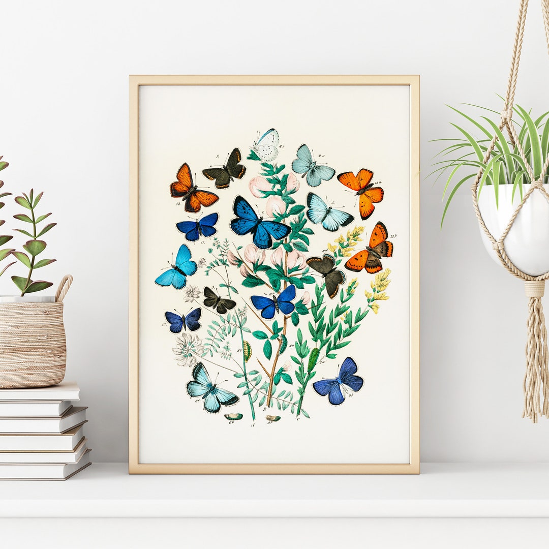 Blue Butterfly Art Print | Vintage Nature Print | Butterfly Poster ...