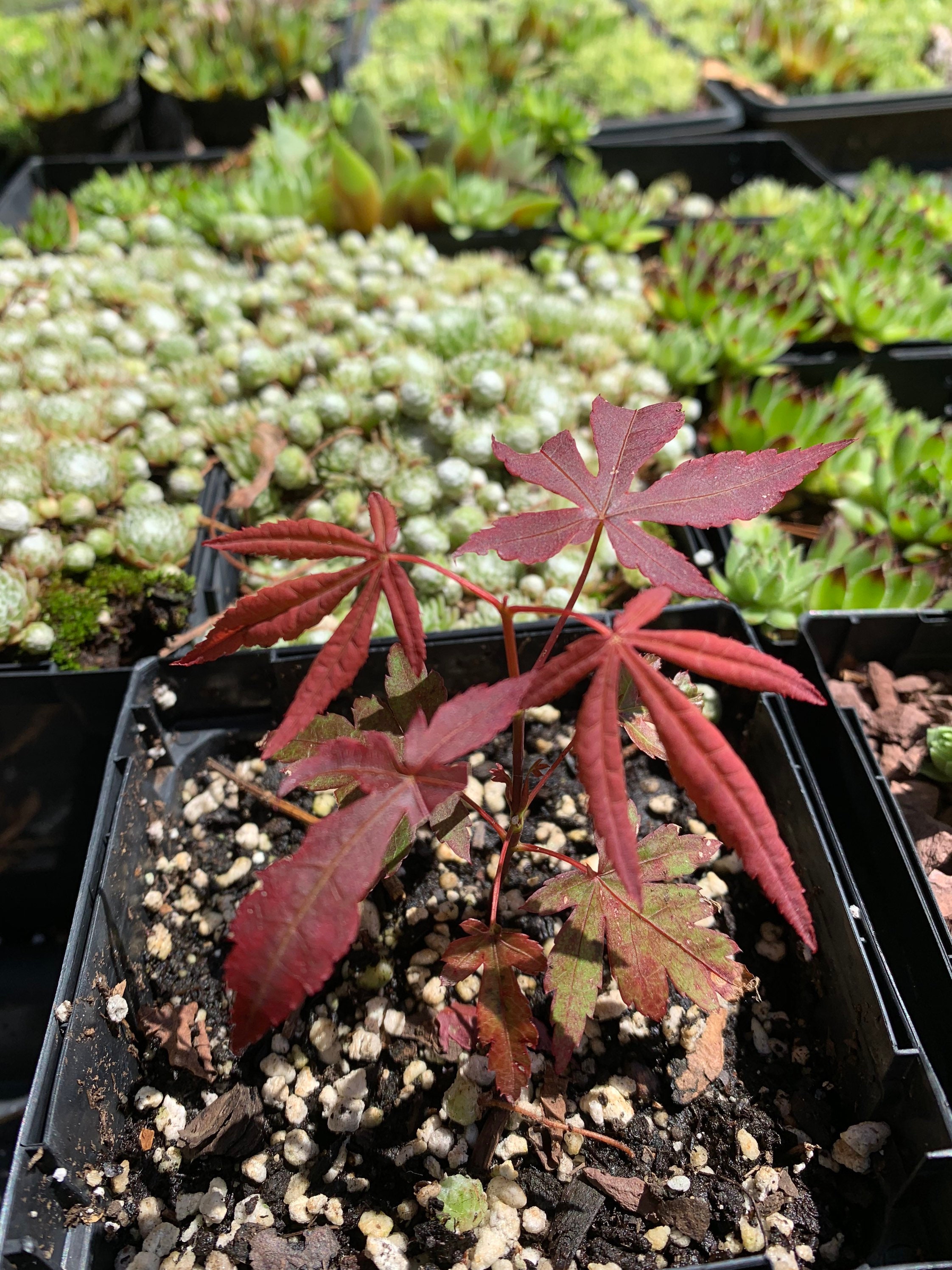 Bonsai Seeds Red Japanese Maple Seeds 20 Pack Acer - Etsy