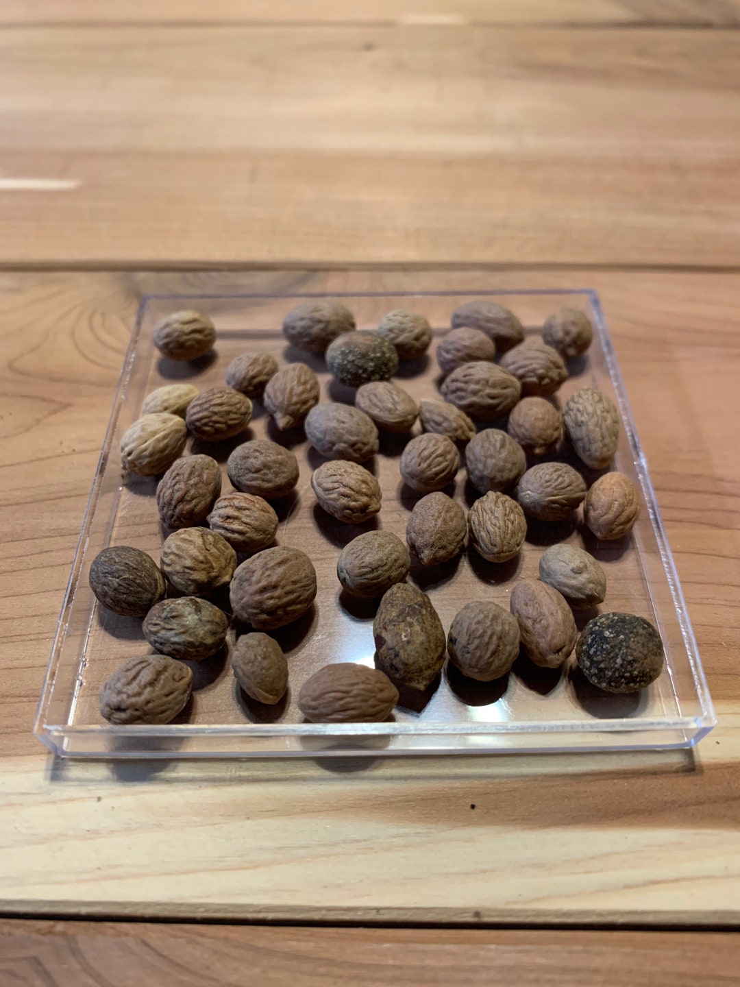 Chinese Date Tree Seeds | 25 Seeds | Guaranteed to Grow - Etsy