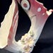 Franz Papillon Butterfly Double Vase FZ00579 - 14 1/2" Franz Butterfly ...