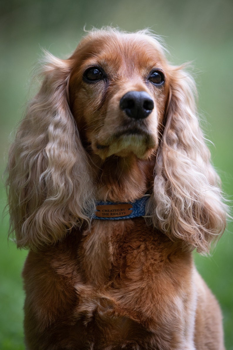 Handmade Blue Herringbone Tweed Dog Collar - British Made - Etsy UK