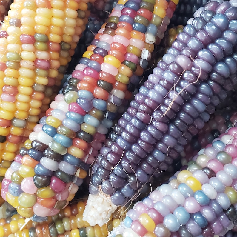 GG-185E2 Glass Gem Corn Cluster Drop Earrings on Sterling - Etsy