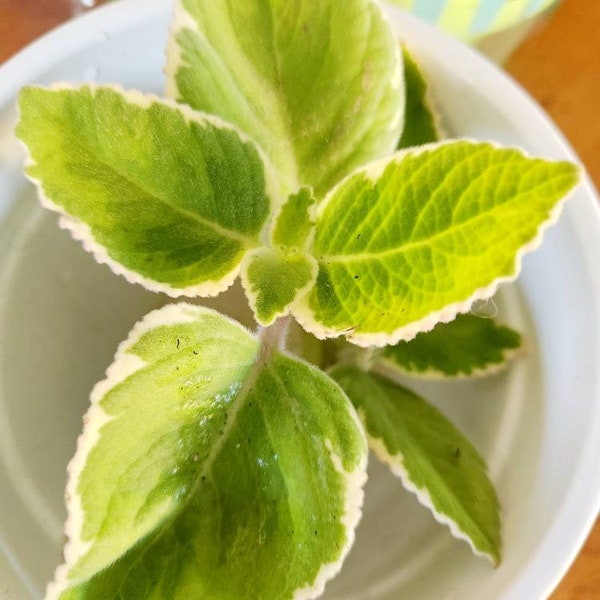 Oregano Cuban Plant - Etsy