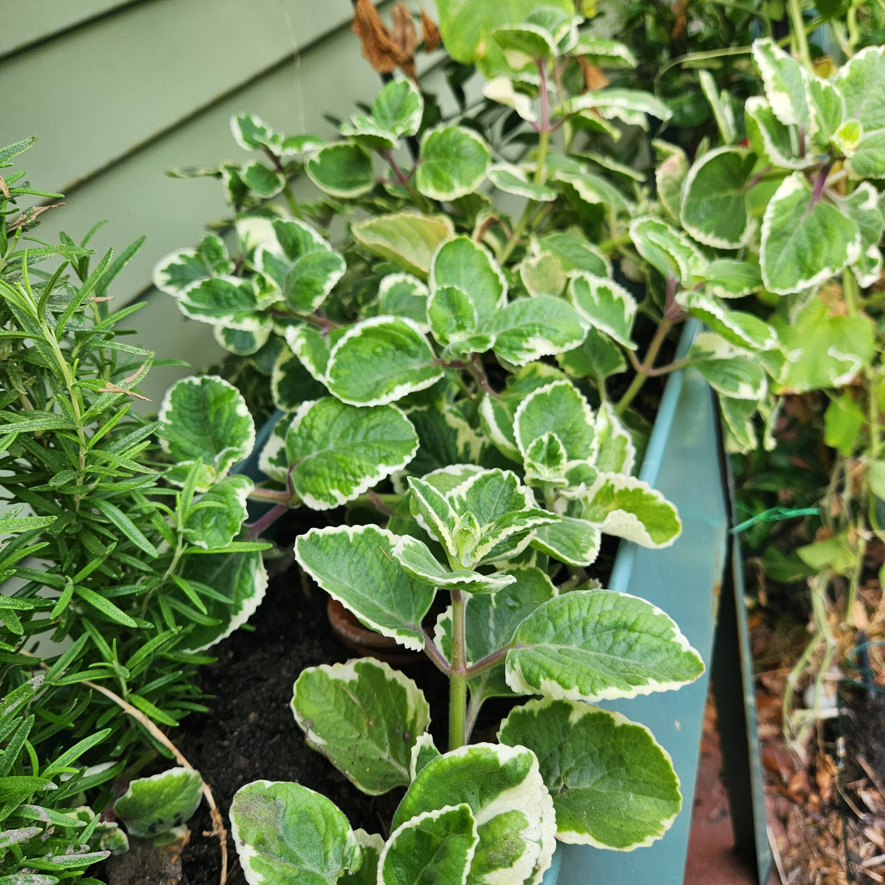 TWO Cuban Oregano Live Plants - Etsy