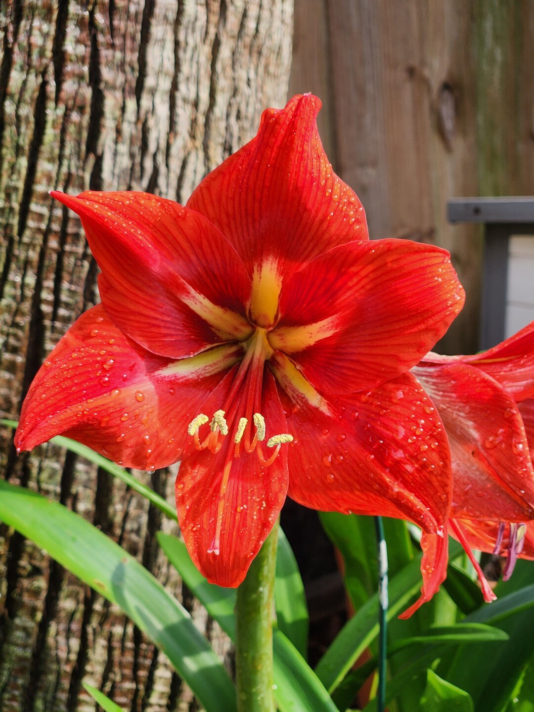 TWO Red Amaryllis Bulbs - Etsy