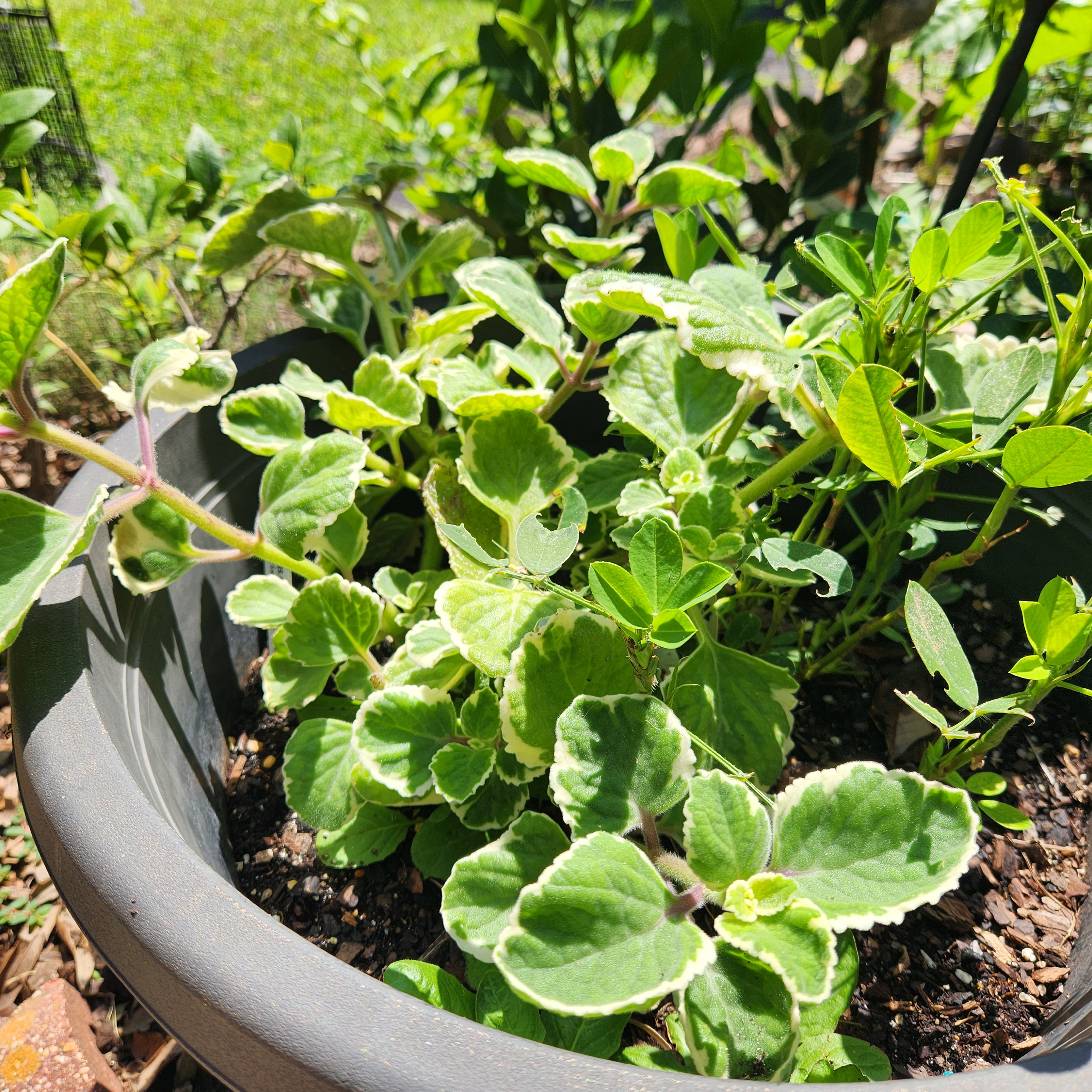 TWO Cuban Oregano Live Plants - Etsy