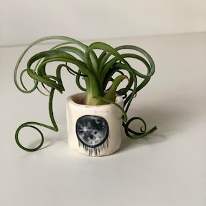 Eclipse Planter - Etsy