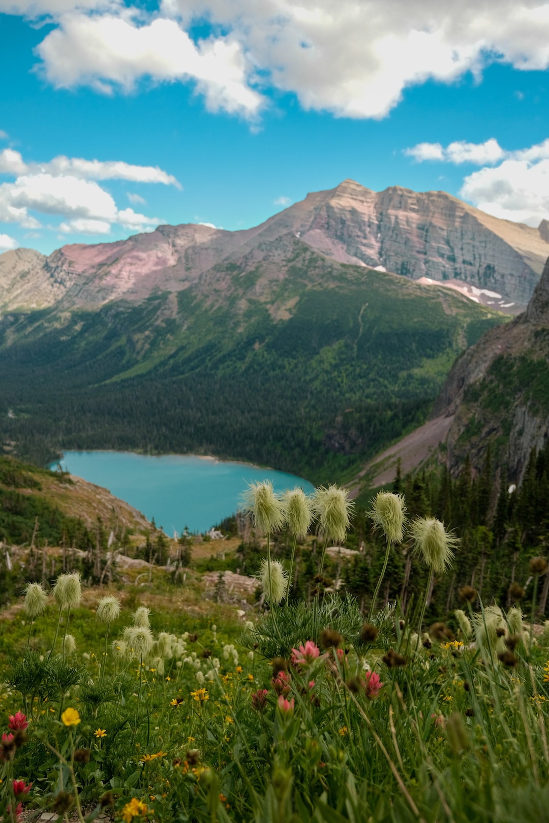 Summer Mountain Flowers Bloom V2 Grinnell Glacier in Glacier National ...