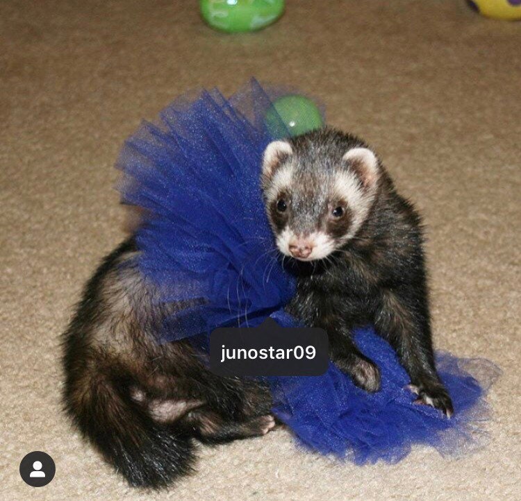 Ferret Tutu Ferret Outfit Ferret Costume Crazy Ferret Lady - Etsy