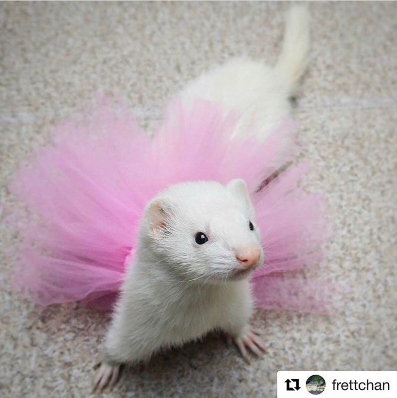 Ferret Tutu Ferret Outfit Ferret Costume Crazy Ferret Lady - Etsy