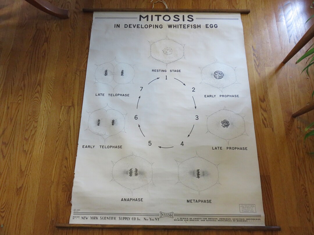 Vintage School Biology Mitosis Chart Whitefish Egg Cell Division 1941 ...