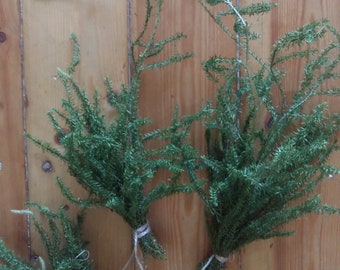 Chinese Club Moss - Etsy Ireland