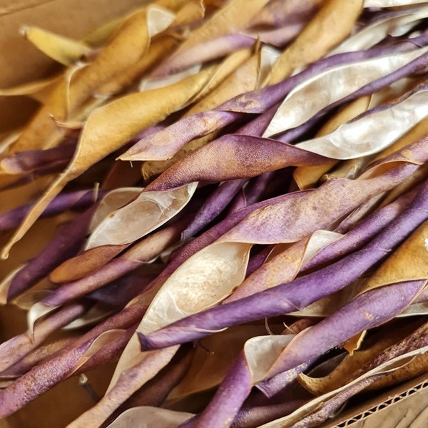 Unusual Seed Pods - Etsy