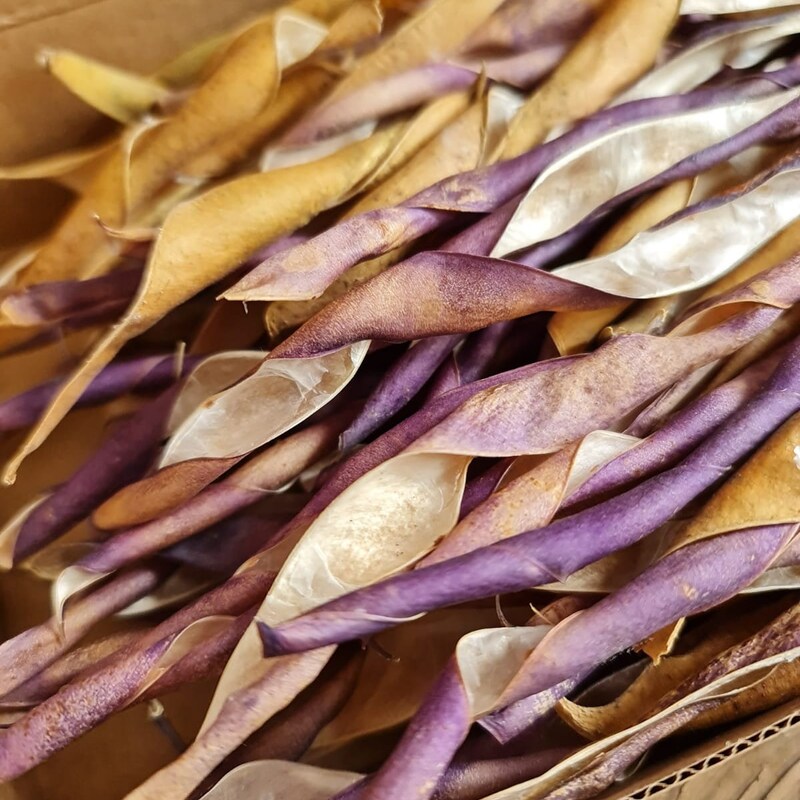 Unusual Seed Pods - Etsy