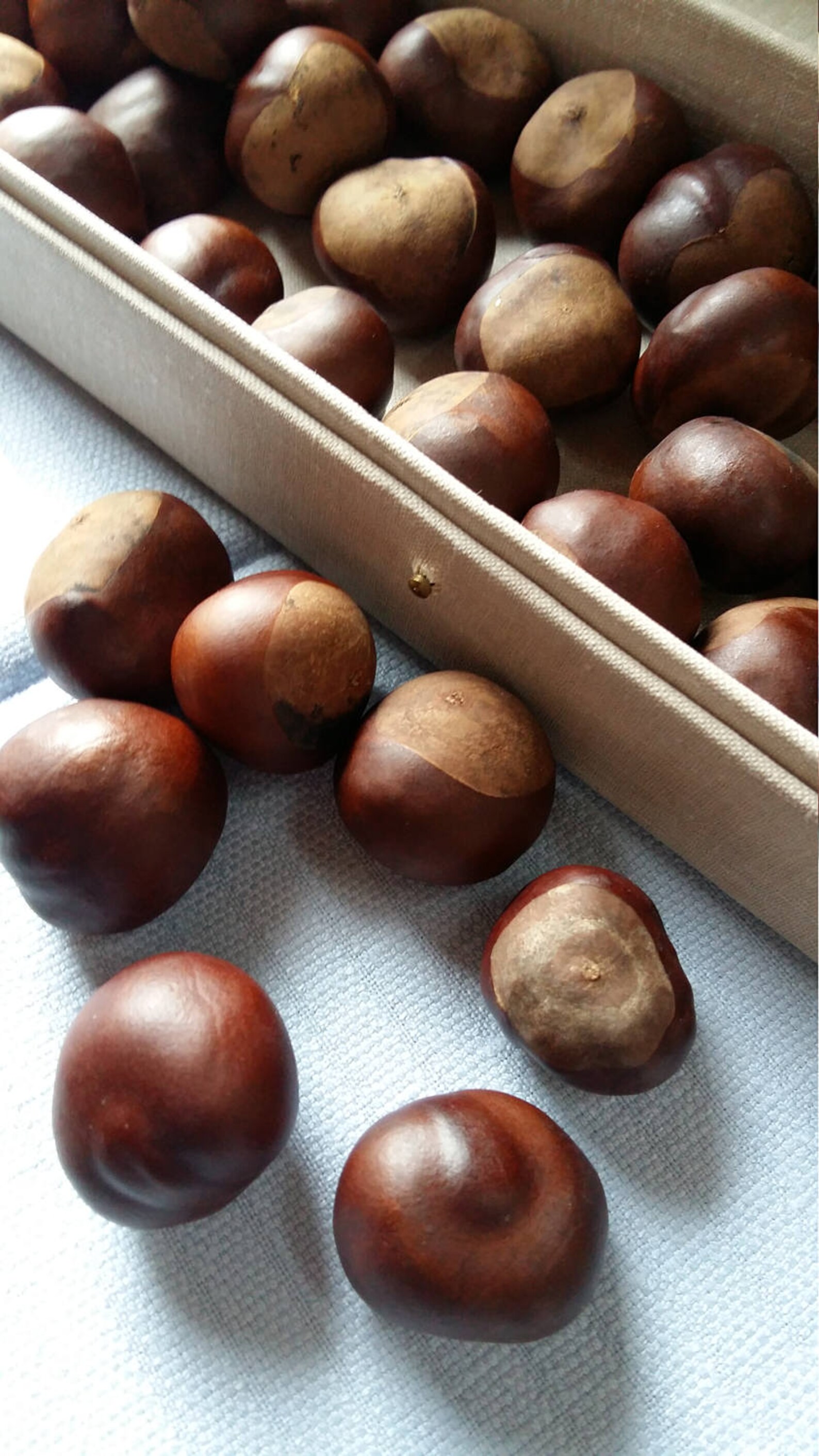 Horse Chestnuts Natural Craft Supply Real Dried Simple Rustic - Etsy